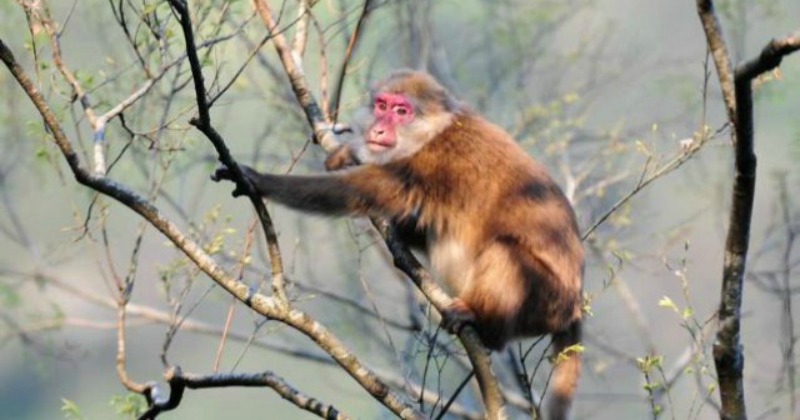 Rare Primate Species White Cheeked Macaque Discovered In Arunachal Pradesh