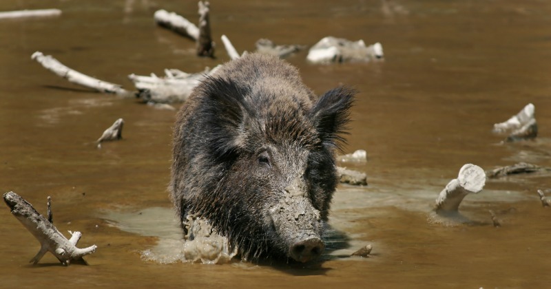 Radioactive Boar Population Is Japan's Latest Nightmare Although ...