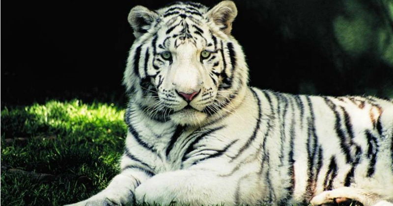 This Is The Story Of Mohan, The First Ancestor Of All Bengal White Tigers Alive Today