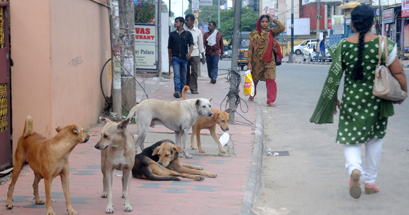 Kerala Govt Has Decided To Put Down Its 'Vicious' Stray Dogs Using ...