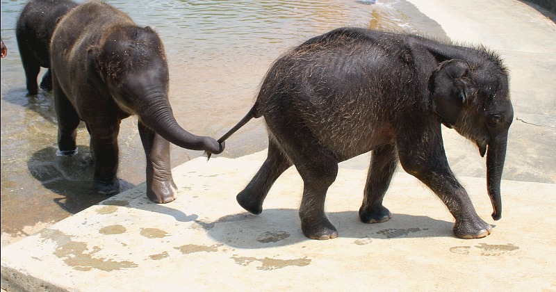 On World Elephant Day, Here's A Look At 9 Of Our Most Well-Known Gentle ...