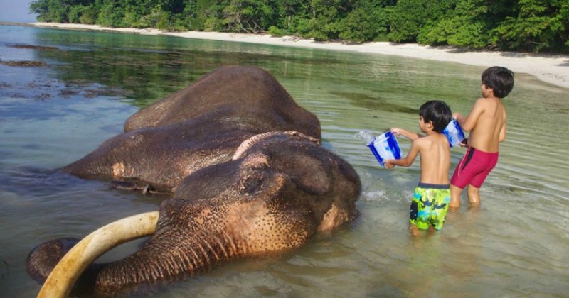 Rajan, The Swimming Elephant And Icon Of Andaman And Nicobar, Passes ...