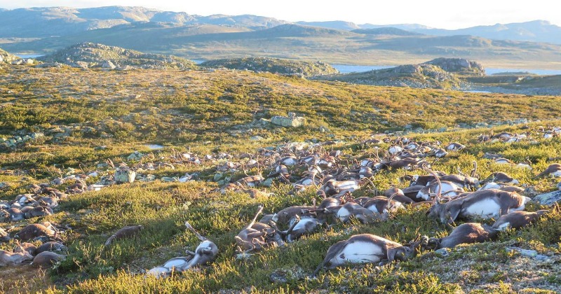 No Christmas This Time, Freak Lightning Strike Kills 300 Reindeer In ...