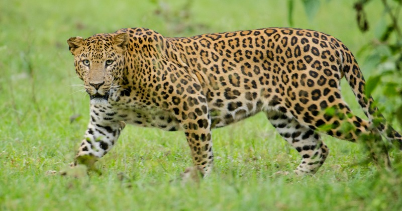 Daredevil Leopard Breaks Window To Enter Holidaying Couple's Nainital ...
