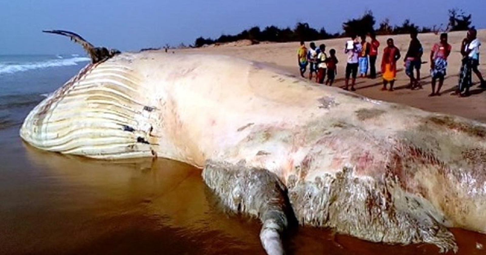 42-Ft-Long Rare Whale Found Dead On Puri Beach, Doctors To Conduct ...