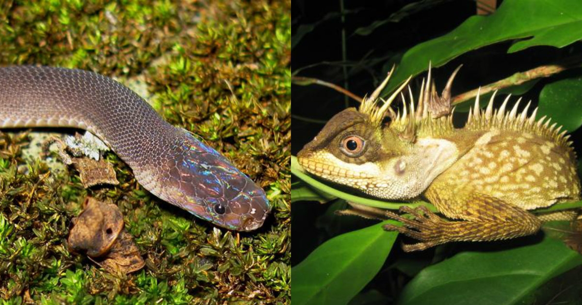 Rainbow Snake, Horned Lizard Among 163 New Species Found In Greater ...