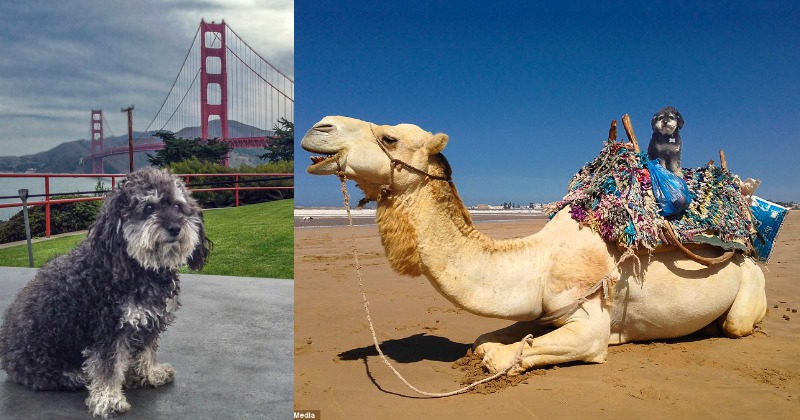 From A Neglected Stray To A Traveller Pet, This Dog Has Already Seen 12 ...