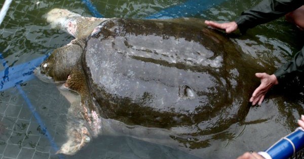 The Death Of An Endangered Yangtze Giant Softshell Turtle Leaves Just ...