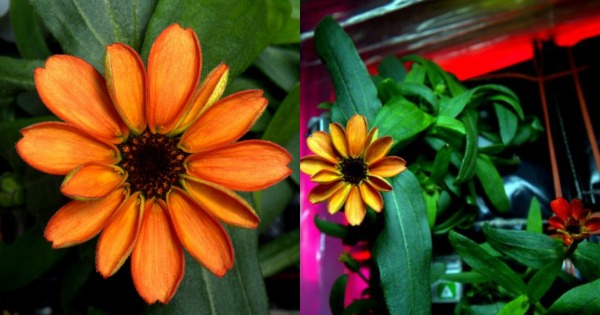 'Zinnia', The First Ever Flower Grown In Space Makes Its Spectacular Debut!