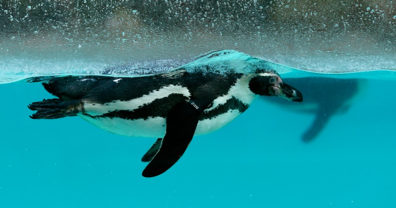 Winter Arrives Early In Mumbai, 8 Humboldt Penguins Land In City's ...