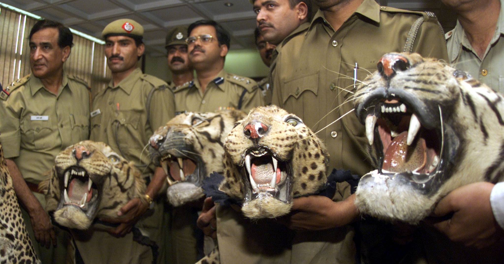 10 Tigers Died In India Every Month In 2016 The Highest Number In A Decade SaveTheTiger