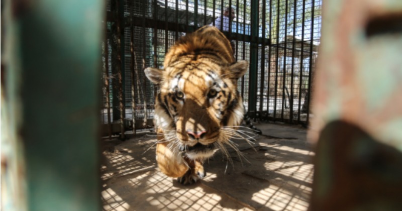 The 'World's Worst Zoo' Is Officially Shutting Down, Animals Being ...