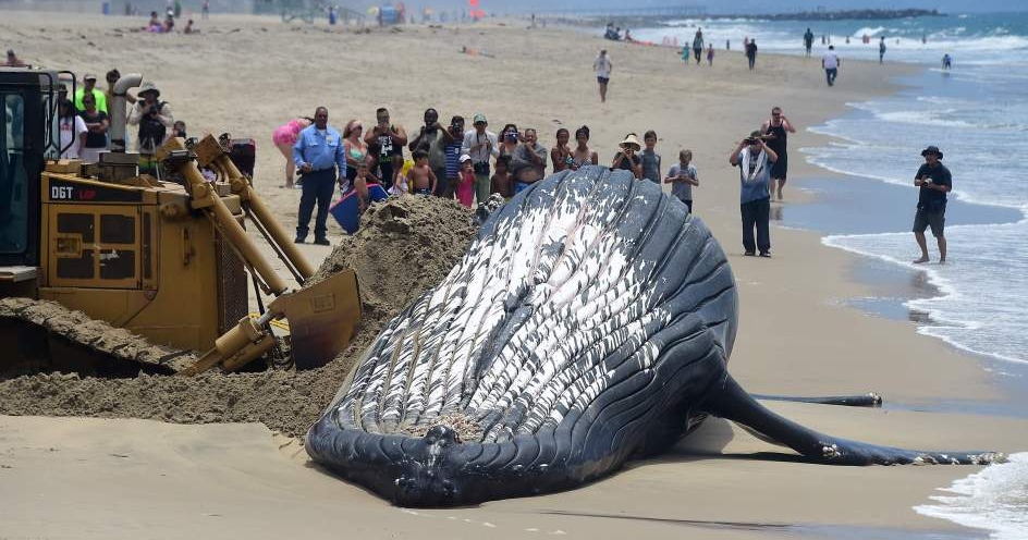 A Massive Dead Humpback Whale Was Towed Out To Sea In Los Angeles