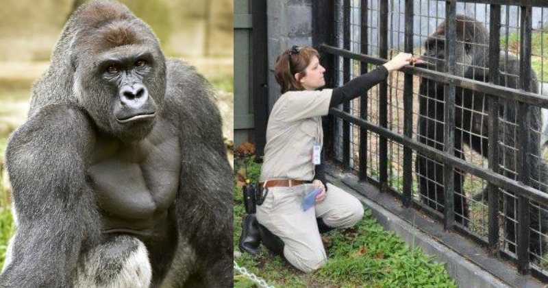 People Are Loving This Zookeeper's Explanation Of Harambe's Death And ...