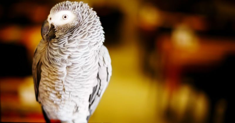 'Don't F***ing Shoot' Says The Parrot That Apparently Witnessed A Murder