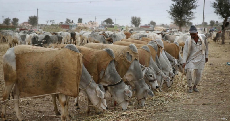 Cow Protection Group In Jharkhand Snatch 117 Cows From Traders, Only ...