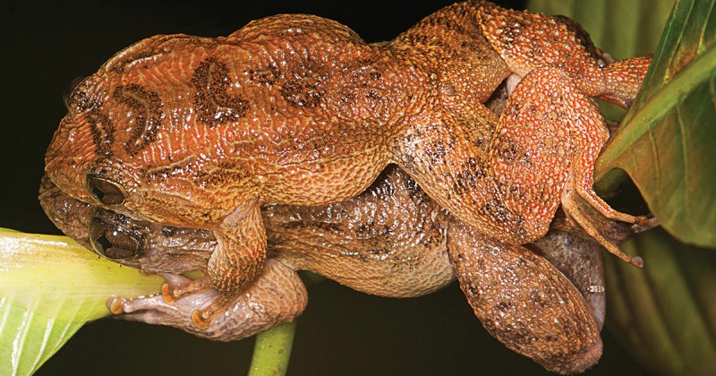 Scientists Study The Mating Habits Of Frogs, Discover New Sex Position ...
