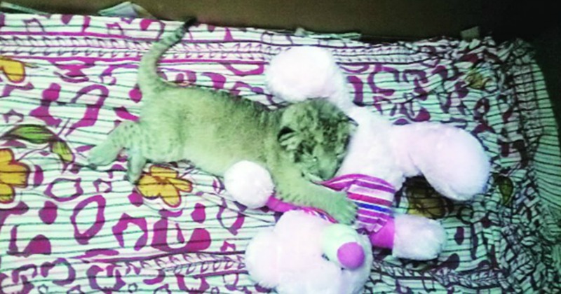 This Cute Image Of A Lion Cub Cuddling A Teddy Bear Has A Heartbreaking ...