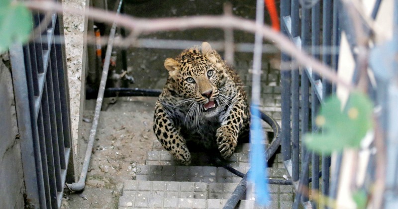 The Spots are Fading From The Jungle, We Need To Act Now To Save Our ...