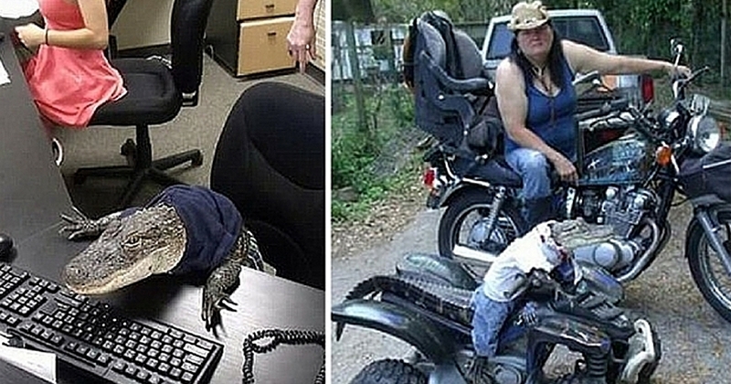 Meet Rambo - The Pet Alligator Who Wears Jackets And Rides A Motorcycle!
