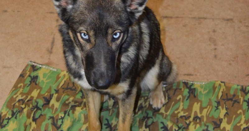 Meet Luna, The German Shepherd Lost At Sea Who Swam To Shore After 5 Weeks