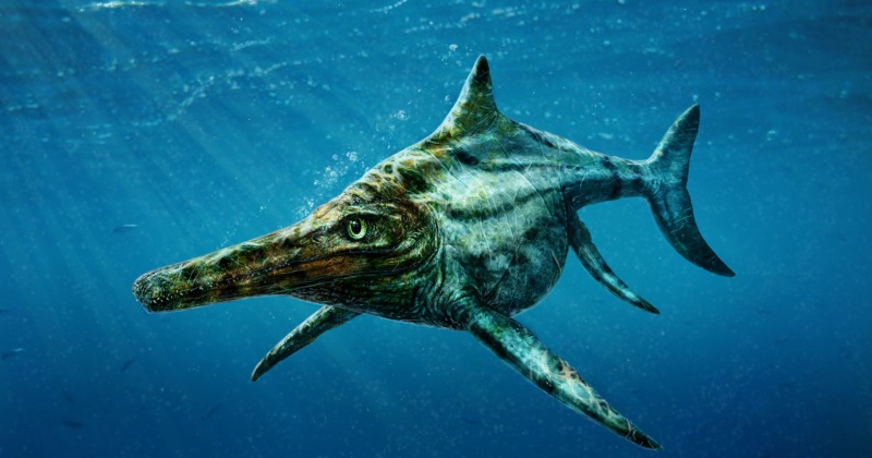 A 94-Million-Year-Old Mystery Of The Marine Dino Ichthyosaur Has ...