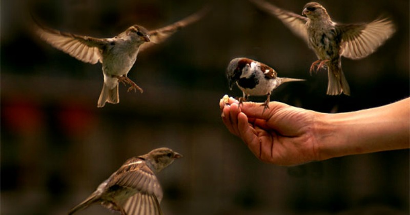 We Destroyed The Sparrow's Habitat & Here's How We Can Save The Bird ...