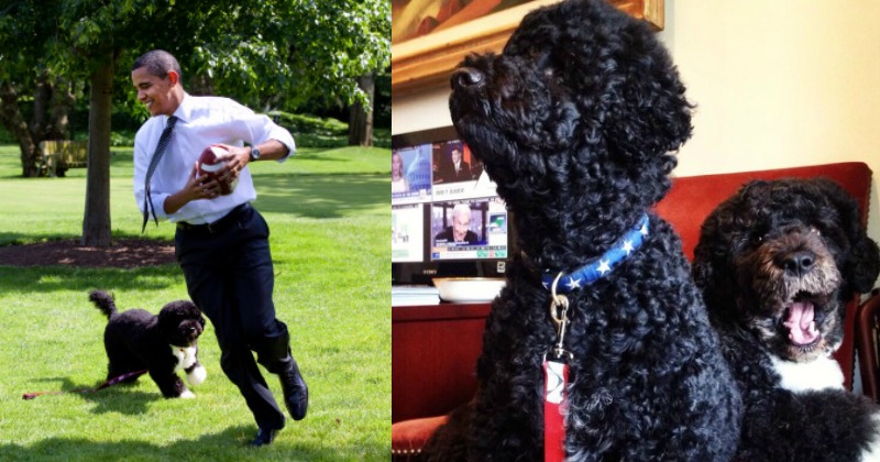 Meet Bo And Sunny Obama - The Pooches Whose Lives Are Better Than Yours