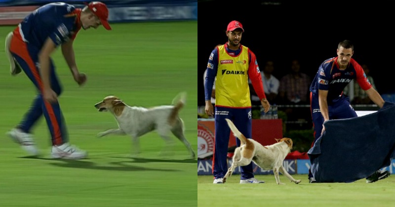 Watch: Dog Walks On To The Field During An IPL Match And Steals The Show!