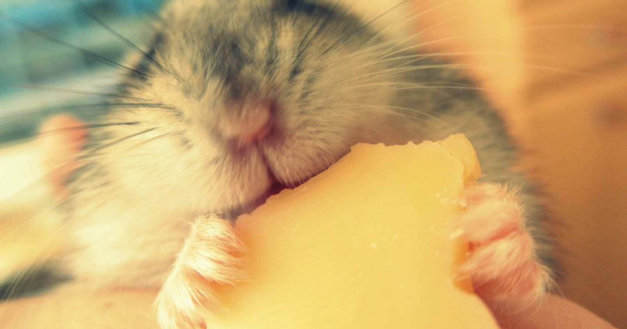 Hello Cheese Lovers! Now There's No Need To Curb Your Cravings, It Can ...