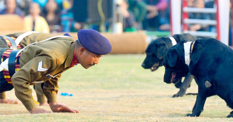 These Retired Military Dogs Are Waiting For You To Take Them Home, Will ...