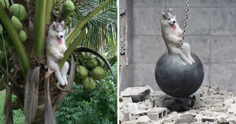 This Adorable Husky Stuck On A Coconut Tree Led To Some Really ...