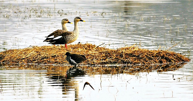 After Kerala, Hisar Begins Culling Of Ducks In The Wake Of Bird Flu At ...