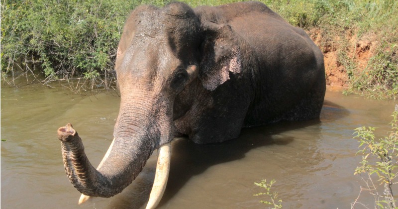 Remember Sidda? The Blind Elephant Who Was Stuck In A Dam, He's Better Now!