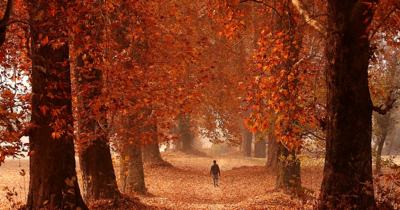 Here Are 14 Images Of Flaming Red Chinar Adding To Majestic Beauty Of ...