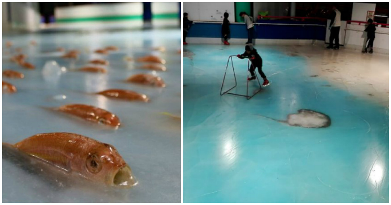 Japan Is Horrified After 5,000 Dead Fish Are Frozen For An Ice Skating Rink