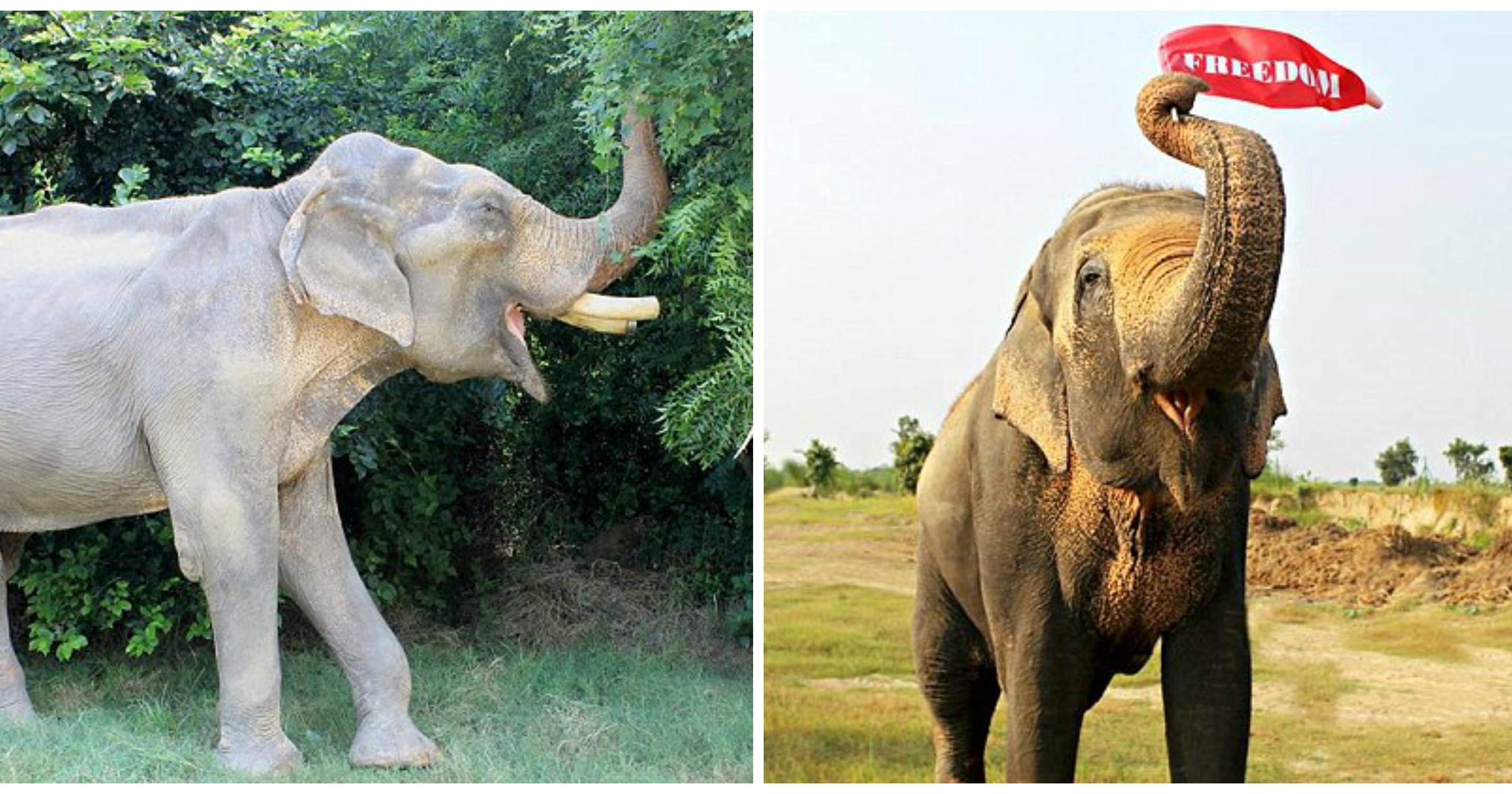 After Spending 50 Years In Chains, The Unluckiest Elephant In The World ...