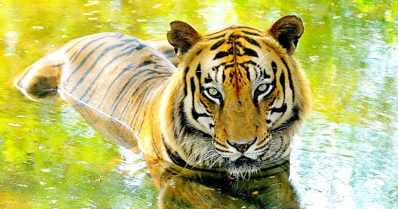 After Losing Machli And Jai, India's Second-Oldest Tiger Palash Is In ...