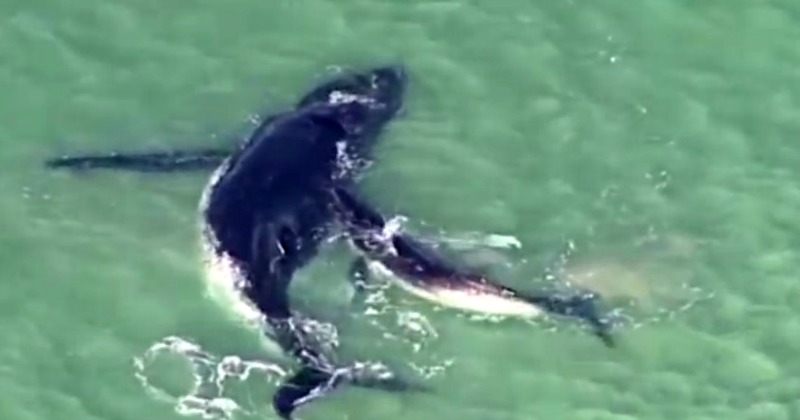 Heartwarming Video Shows A Whale Calf Help Its Stranded Mother On An ...