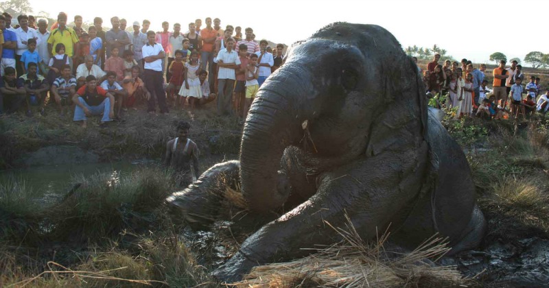 Blind, Lost And Injured - This Stranded Elephant Gets Little Sympathy ...