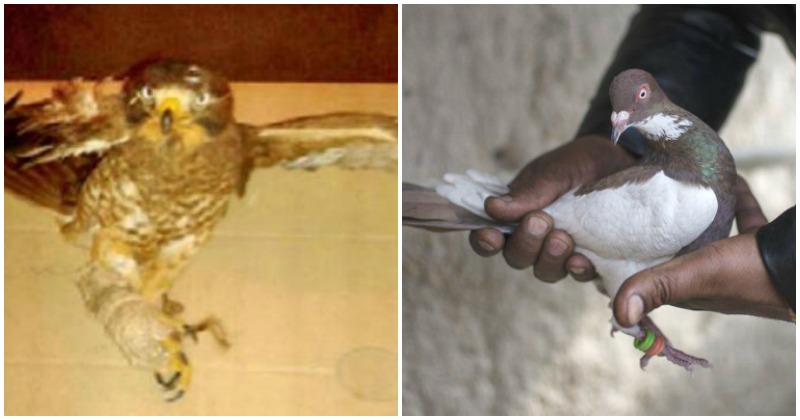 After Pigeons, A Pakistan-Trained Falcon Is Caught Near Bikaner By BSF ...