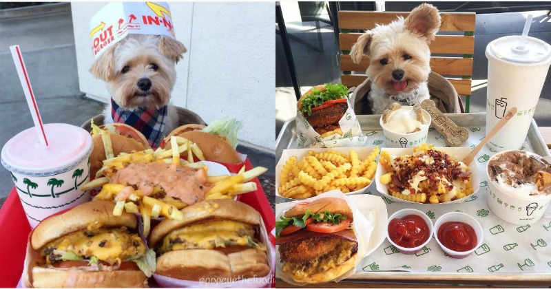 Once Rescued From The Streets, This Cute Dog Is Now Slaying Instragram ...
