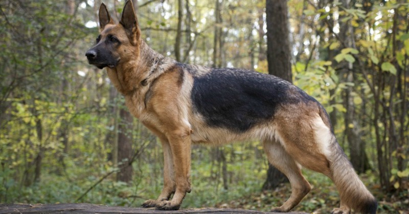 Respite In Sight Against Poaching, West Bengal's First Sniffer Dog ...