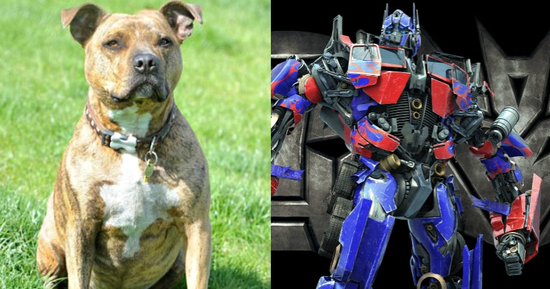 Freya, The World's Loneliest Dog Has Bagged A Role In Transformers 5 ...