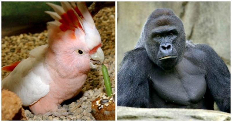 Ever Wondered Just How Inhumane Humans Can Be? Here's Proof From 2016 Alone