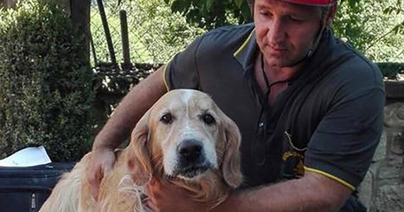 Romeo The Dog Found Alive After Being Rescued From Earthquake Rubble In ...
