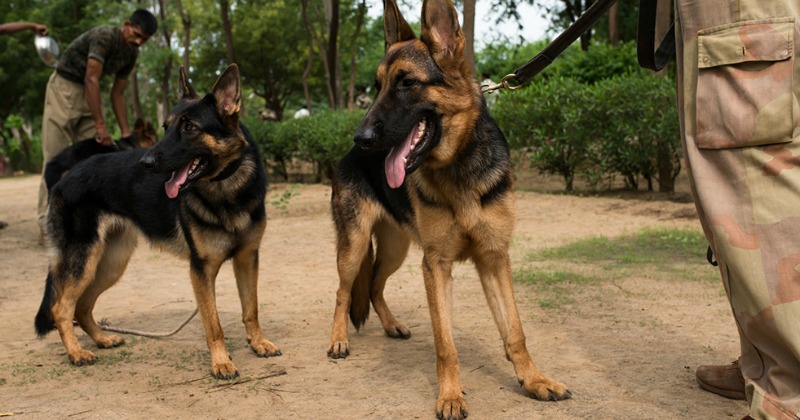 These Police Dogs In Madhya Pradesh Have A Huge Task At Hand - Save The ...