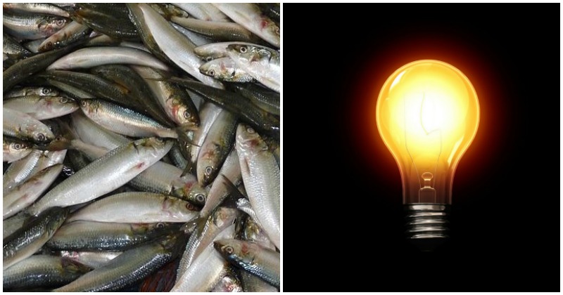 Jadavpur University Scientist Finds A Way To Convert Fish Scales Into ...