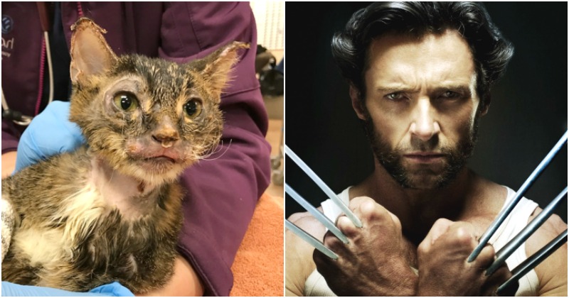 This Cat Is Named After Hugh Jackman Because It's Recovering From A ...