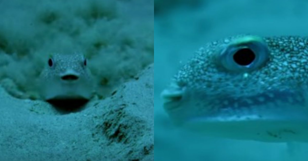 You've Got To See What Puffer Fish Does To Attract Female Fish's Attention!